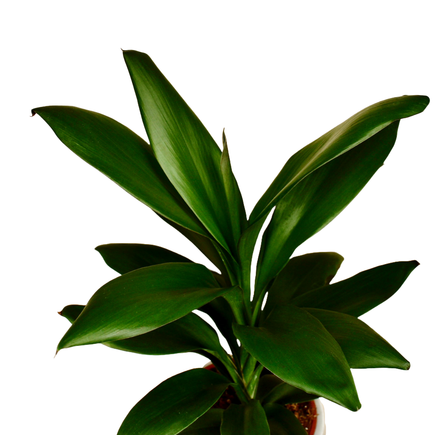 Cordyline Fruticosa Glauca (Green Ti Plant) – The Archway Planter