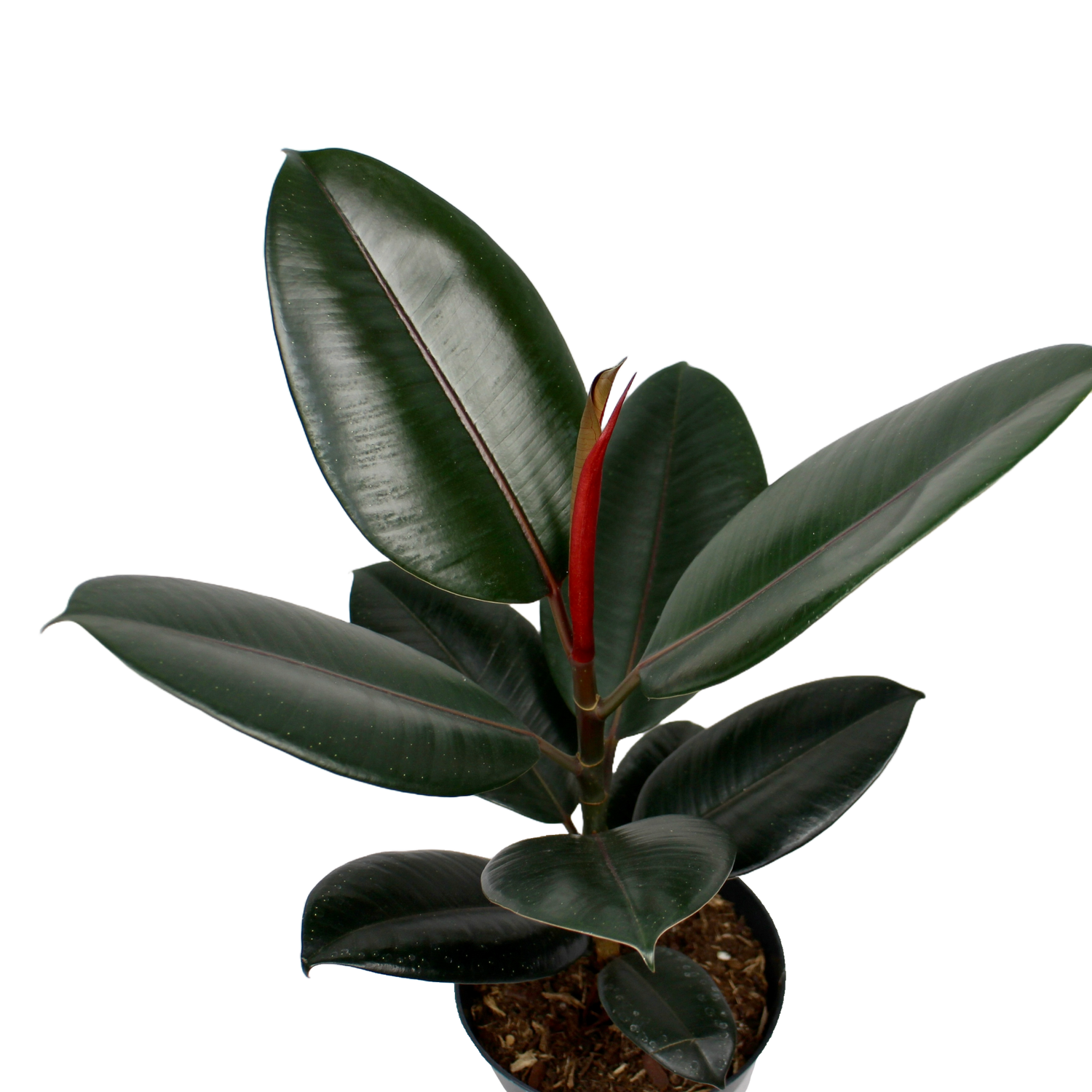 Ficus Elastica Abidjan (Rubber Plant) – The Archway Planter