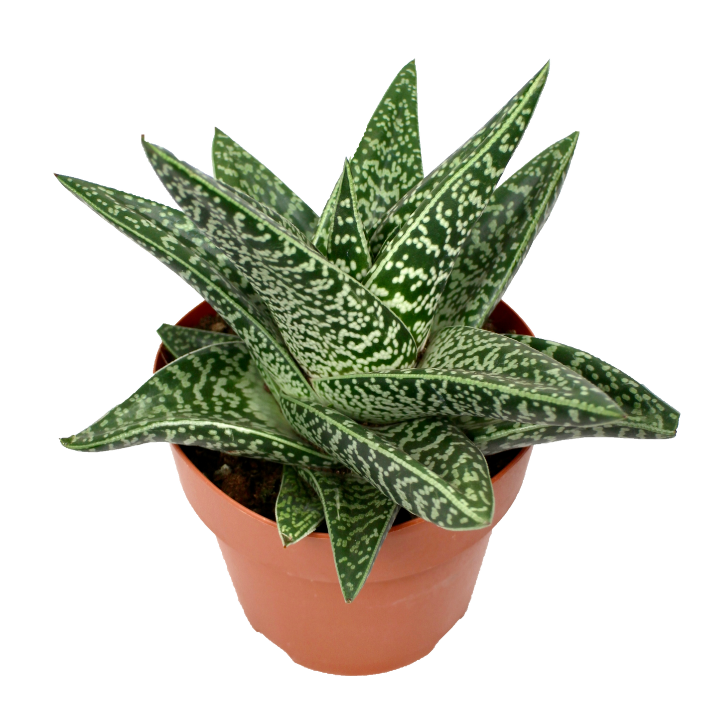 Gasteraloe 'Aveo' – The Archway Planter