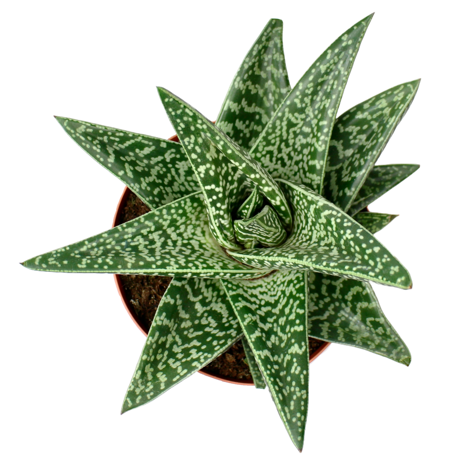 Gasteraloe 'Aveo' – The Archway Planter