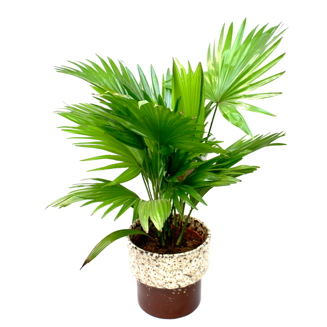 Livistona Rotundifolia (Footstool Palm) – The Archway Planter