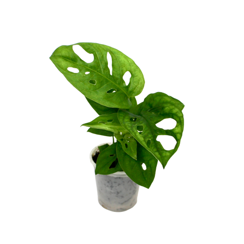 Monkey Mask (Monstera Adansonii) – The Archway Planter