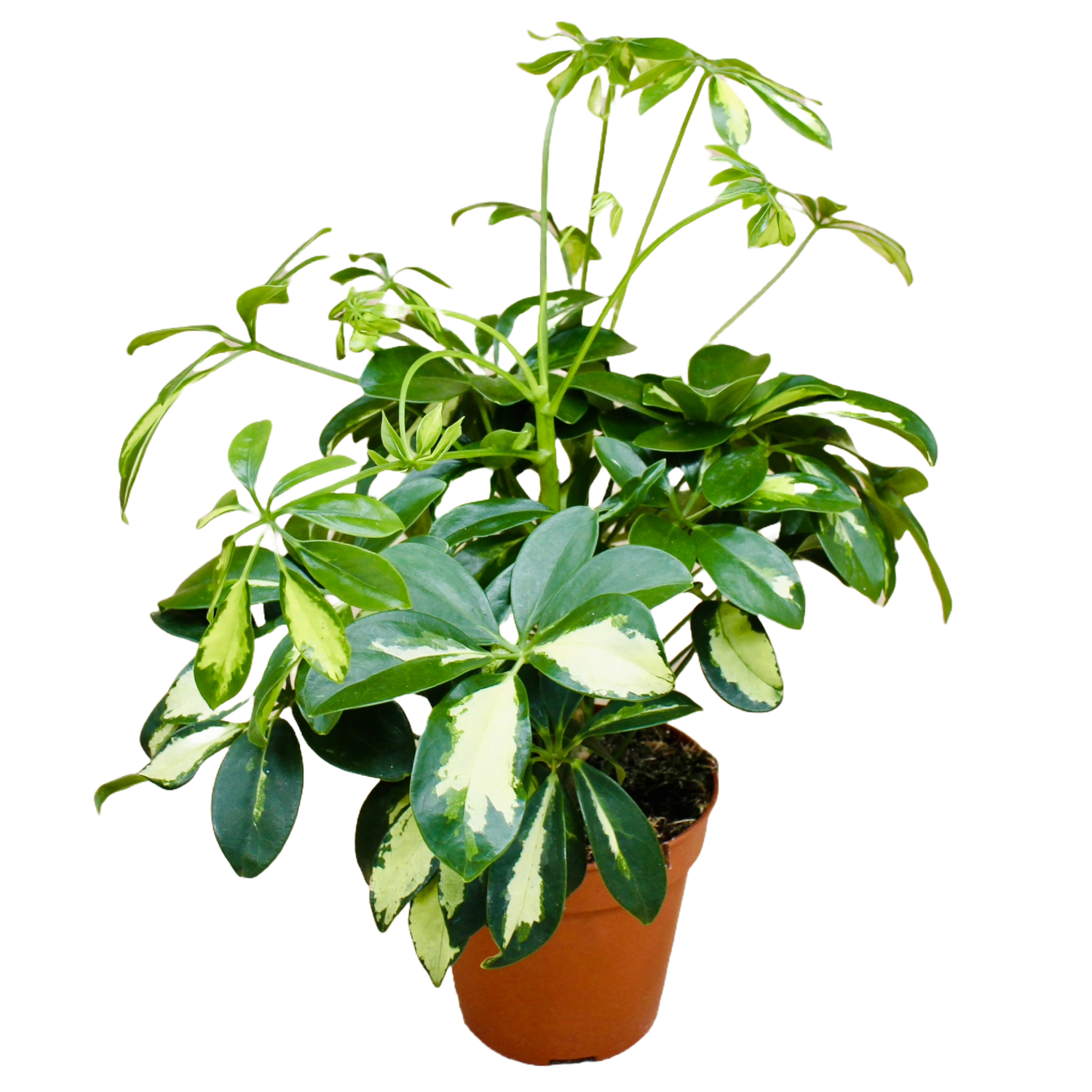 Schefflera Arboricola 'Gold Capella' (Umbrella Plant) – The Archway Planter