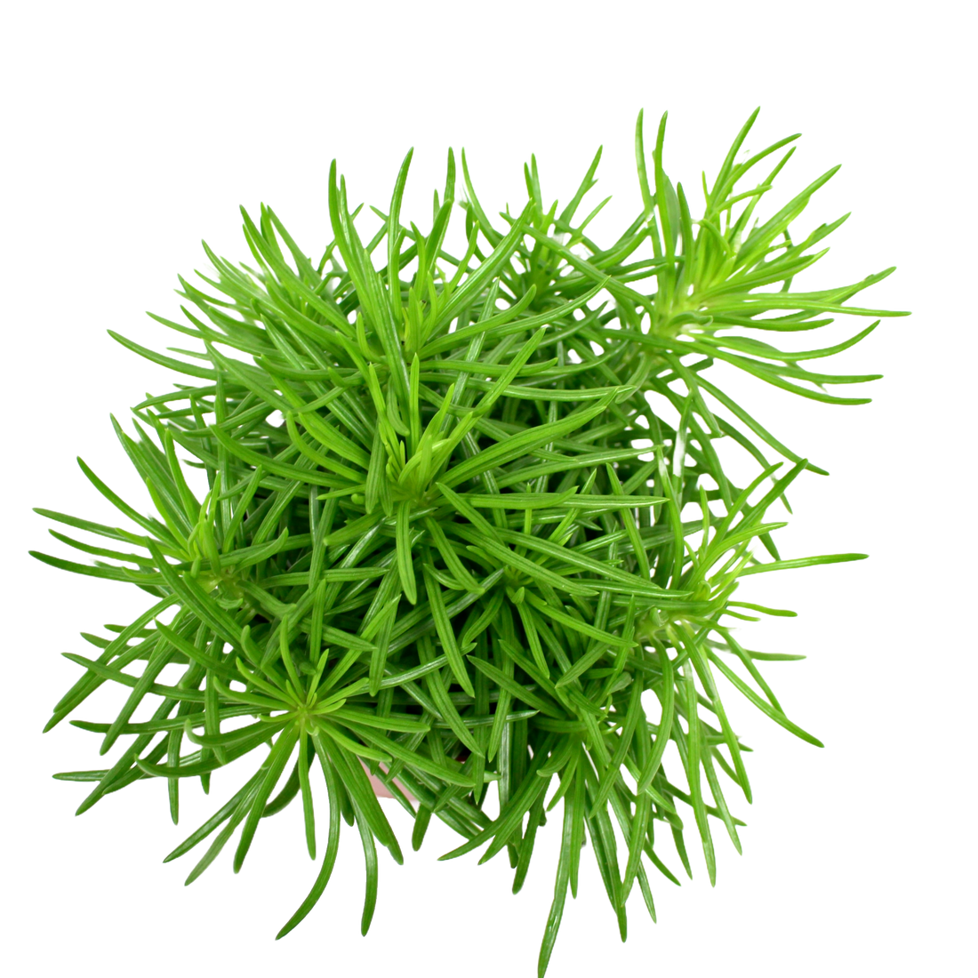 Senecio Himalaya – The Archway Planter