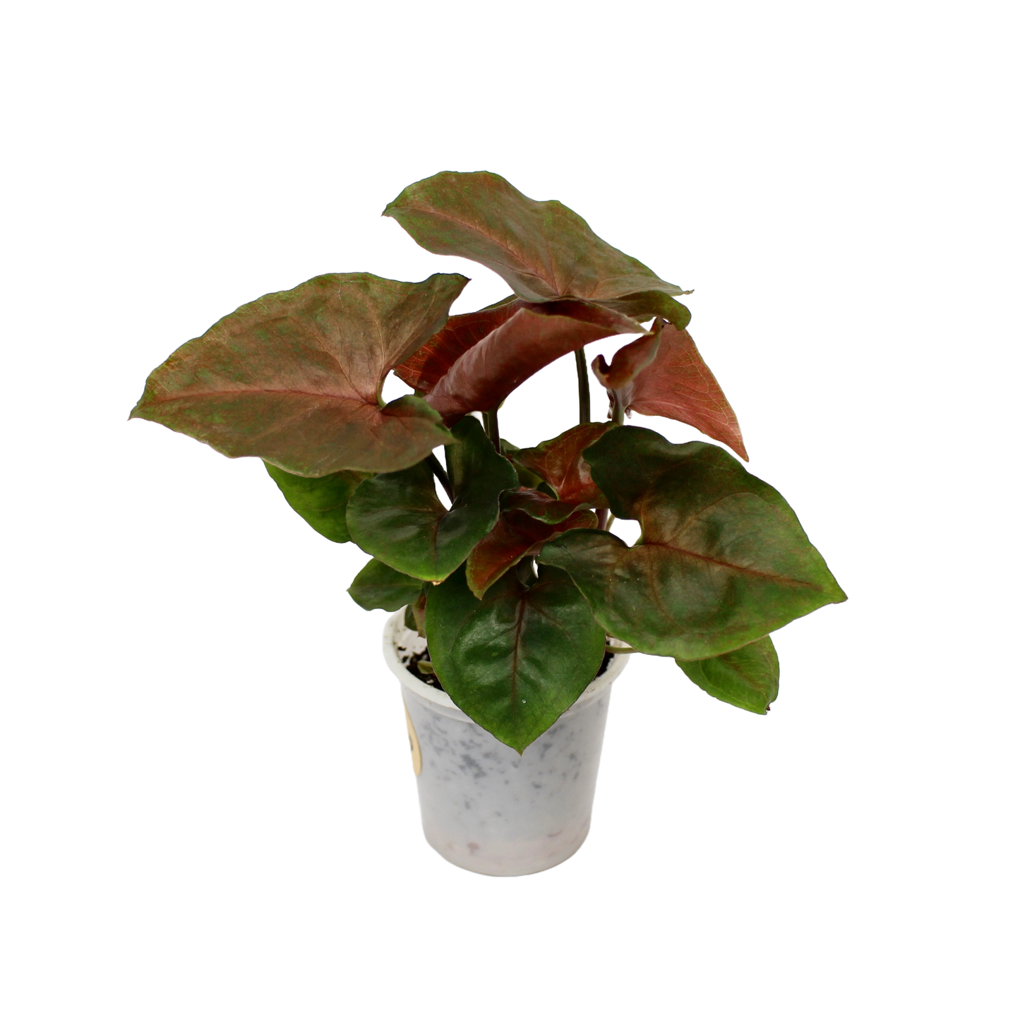 Syngonium Maria (Arrowhead) – The Archway Planter